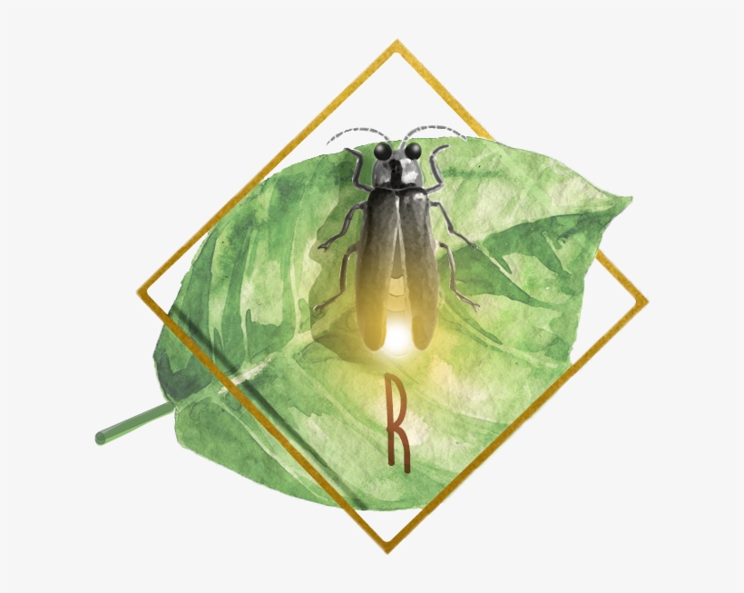 Logo - Fly - Free Transparent PNG Download - PNGkey