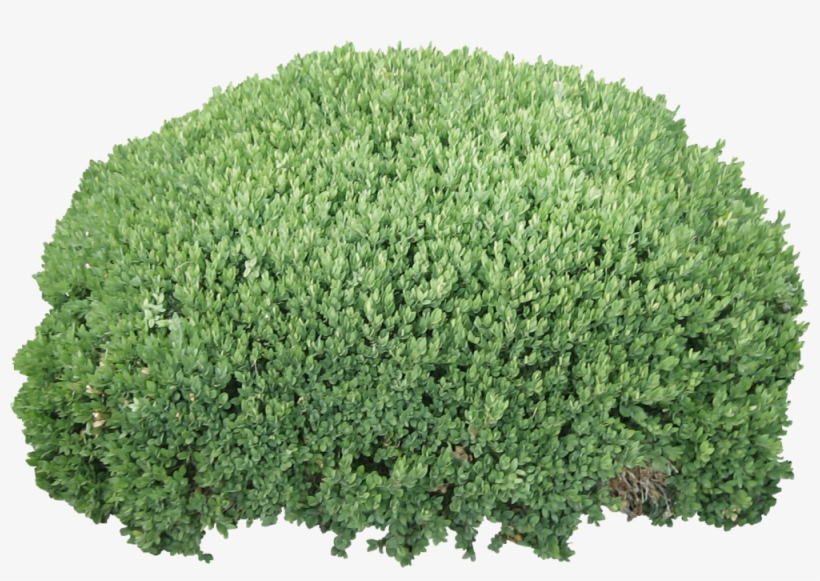 Cutout Bush - Png Bush - Free Transparent PNG Download - PNGkey