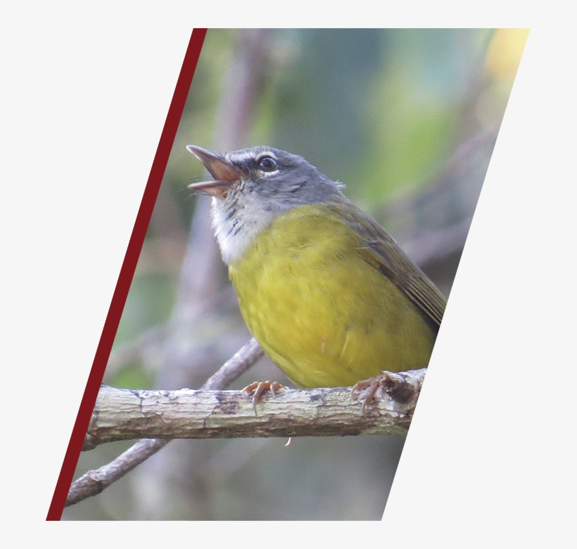 Second Bird Slide - Emberizidae - Free Transparent PNG Download - PNGkey