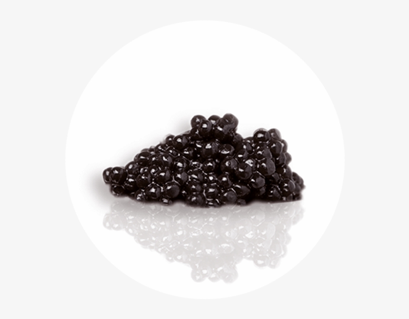 Caviar - Caviar Gif - Free Transparent PNG Download - PNGkey