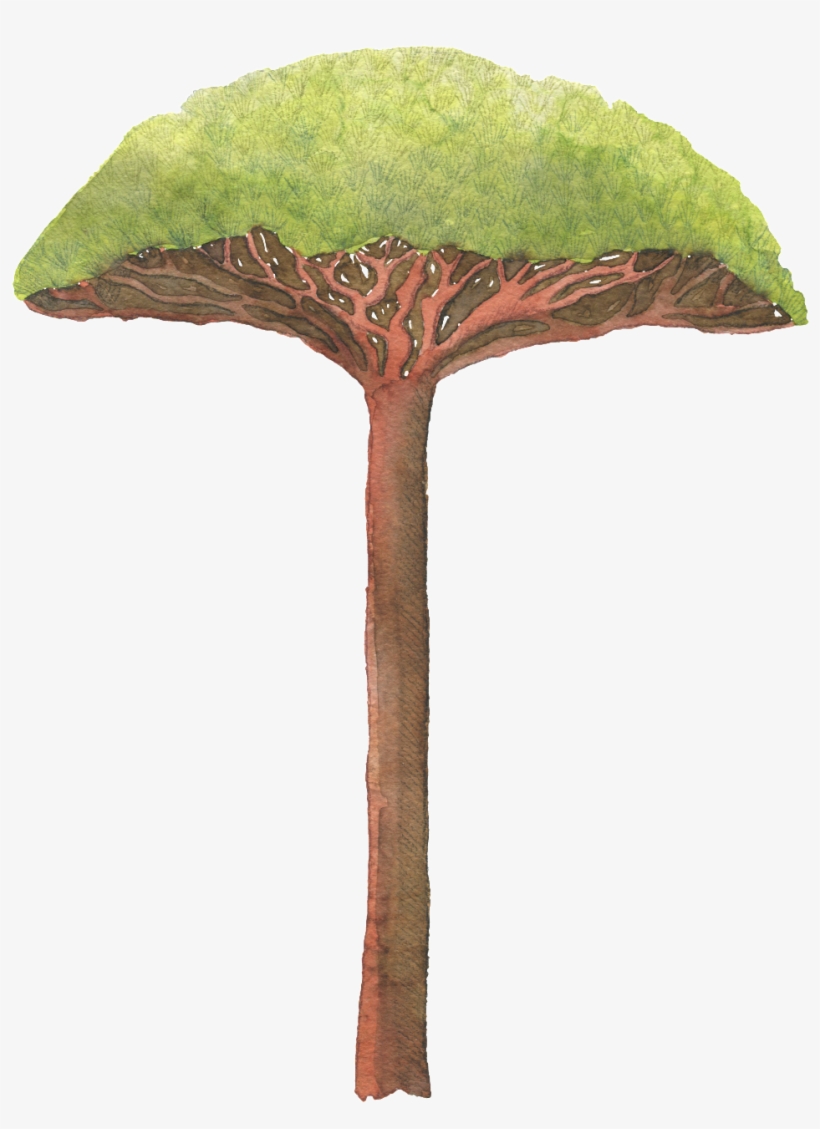 Big Tree Leaves Hand Painted Watercolor Transparent - Watercolor ...