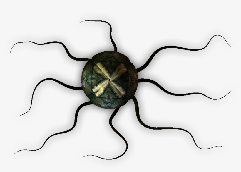 Alien Egg With Root Tentacles Closed - Egg - Free Transparent PNG ...