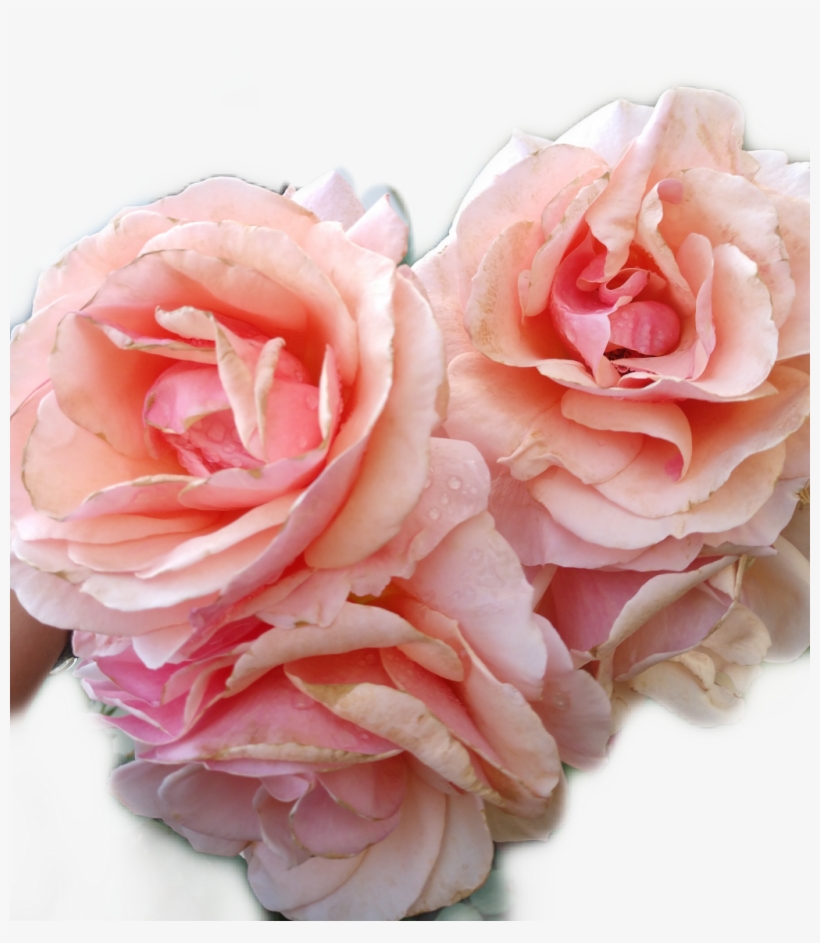 #rose #pink #floral #aesthetic #pretty #lovelty - Hybrid Tea Rose ...