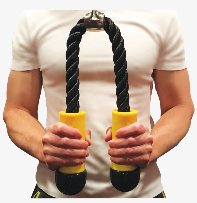 Triceps Brachii Muscle - Free Transparent PNG Download - PNGkey