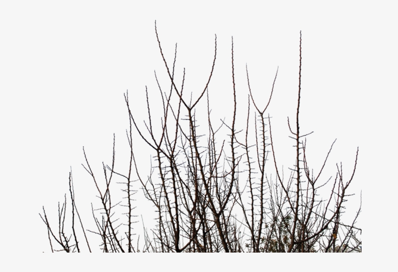 Tree-013 - Grass - Free Transparent PNG Download - PNGkey