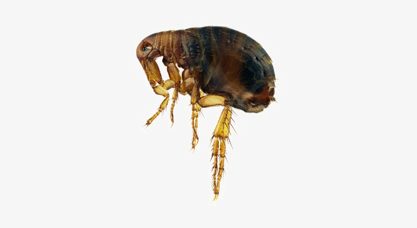 Flea Transparent Image - Super Fleas - Free Transparent PNG Download ...