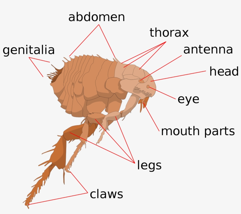 Open - Flea Anatomy - Free Transparent PNG Download - PNGkey
