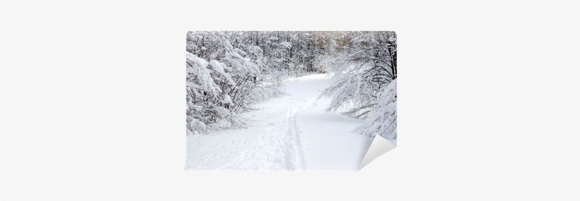 Path In Winter Forest After A Snowfall Wall Mural • - Snow - Free ...