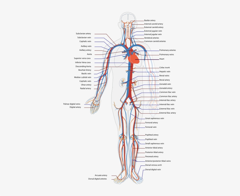 This Illustration Of The Circulatory System Shows Where - Blood Vessels ...