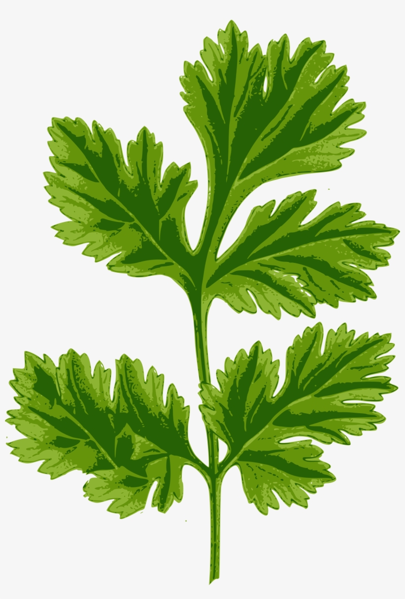 Big Image - Coriander Leaf - Free Transparent PNG Download - PNGkey