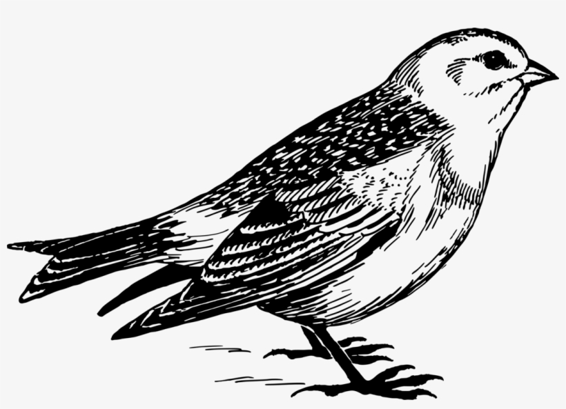 1111 X 750 2 - Snowbird Drawing - Free Transparent PNG Download - PNGkey