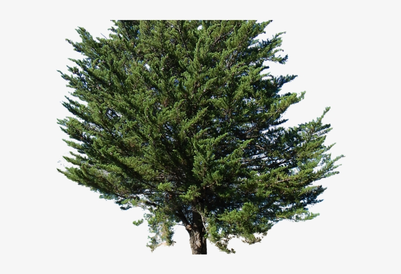 Tree Transparent Background - Pine Tree Alpha - Free Transparent PNG ...