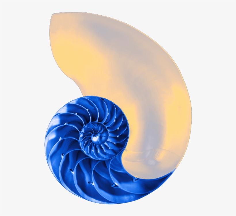 How To Tell A Fib - Concha De Nautilo - Free Transparent PNG Download ...