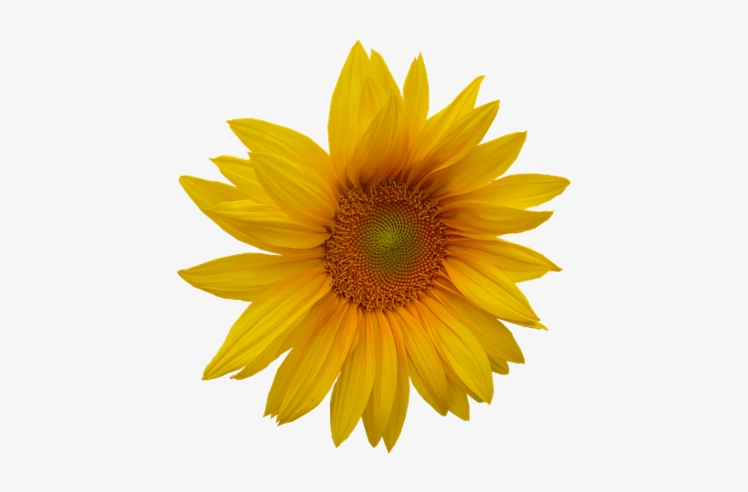 Clipart Yellow Flower Head - Free Transparent PNG Download - PNGkey
