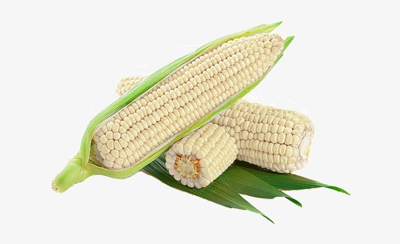 Maize - Free Transparent PNG Download - PNGkey