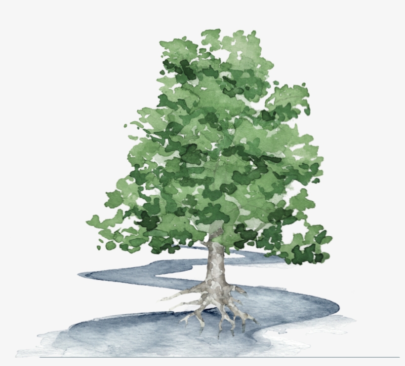 Swamp Maple - Free Transparent PNG Download - PNGkey