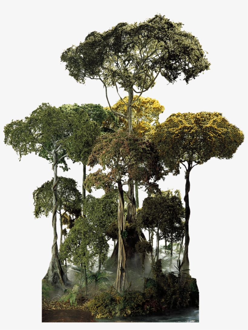 Tropical Rainforest Tree Png - Free Transparent PNG Download - PNGkey