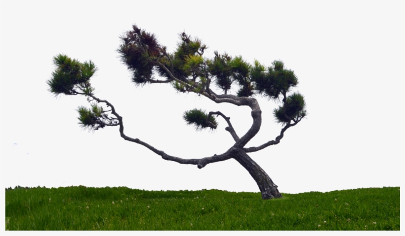 Windswept Tree On Hill Stock Photo 0165 Png By Annamae22 - Windswept ...