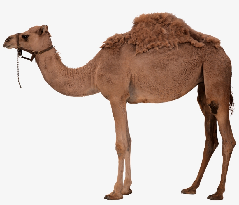 Camel Png Image - Super Duper Artic Photos K Fun Deck Cards - Free ...
