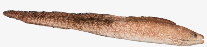 Easter Island Moray Eel - Lye Roll - Free Transparent PNG Download - PNGkey