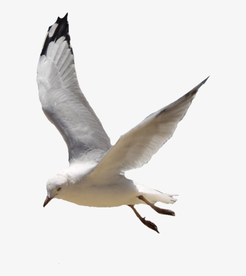 Picsart Manipulation Editing - Hd Manipulation Png 2018 - Free ...