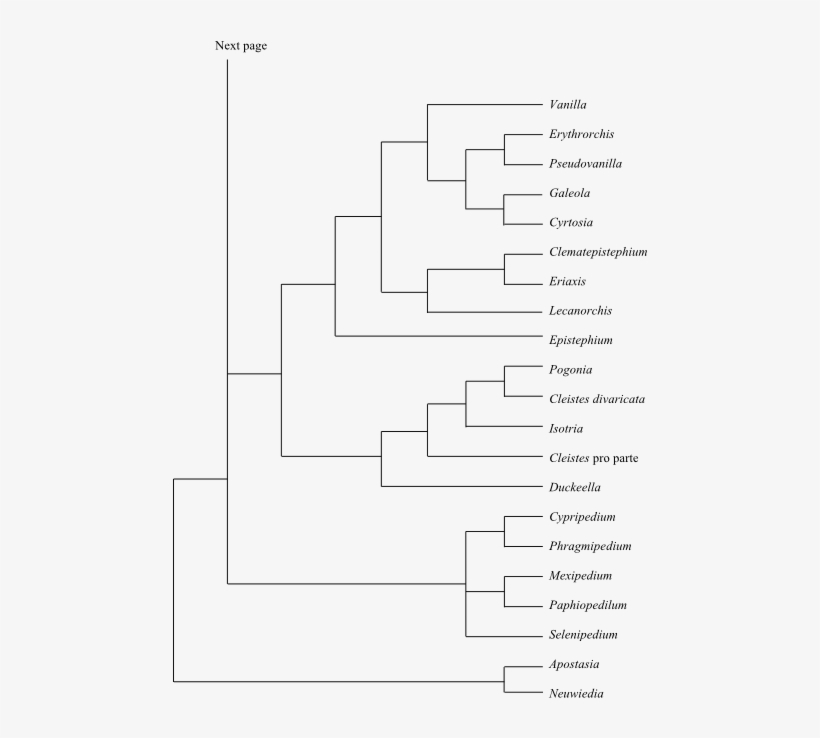 Cladogram Of Apostasioideae, Cypripedioideae, And Vanilloideae ...