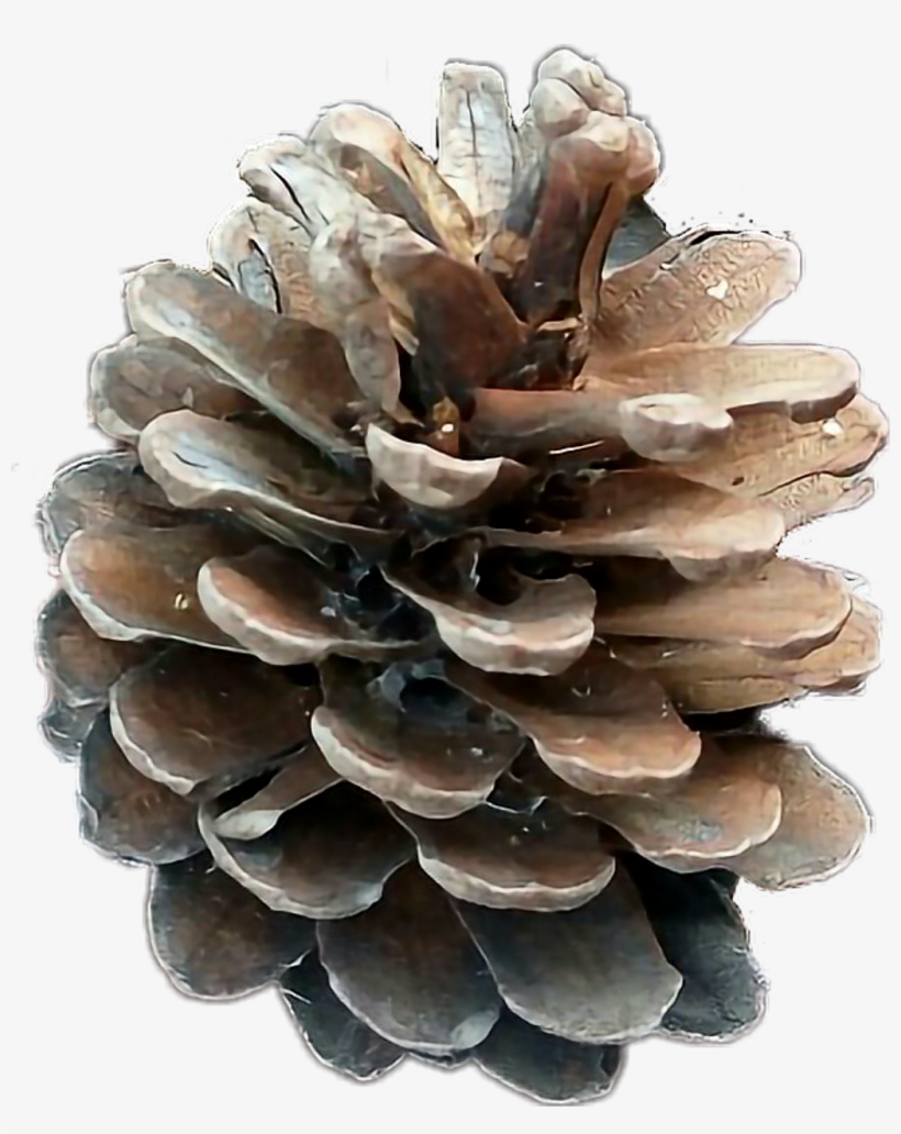 Pinecone Sticker - Mexican Pinyon - Free Transparent PNG Download - PNGkey