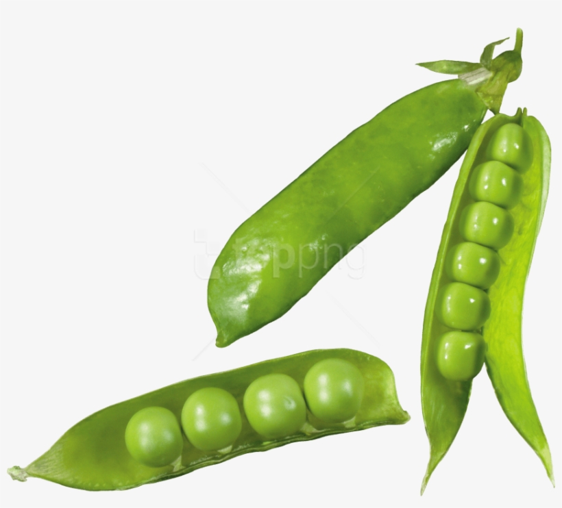 Free Png Pea Png Images Transparent - Pea - Free Transparent PNG ...