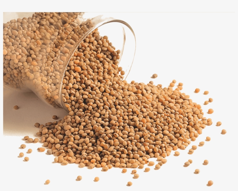 Various Compounds, Minerals And Proteins In Pigeon - Sorghum Grain ...