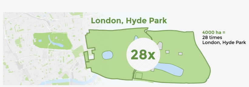 Here Are 250 Trees Per Hectare In A 70 Year Old Forest, - Illustration ...