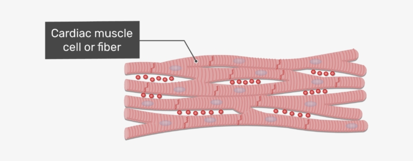 Labelled Image Of The Cardiac Muscle Cell Of Fiber - Intercalated Discs ...