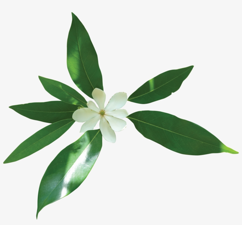 Sweetbay Magnolia - Transparent Magnolia Tree - Free Transparent PNG ...