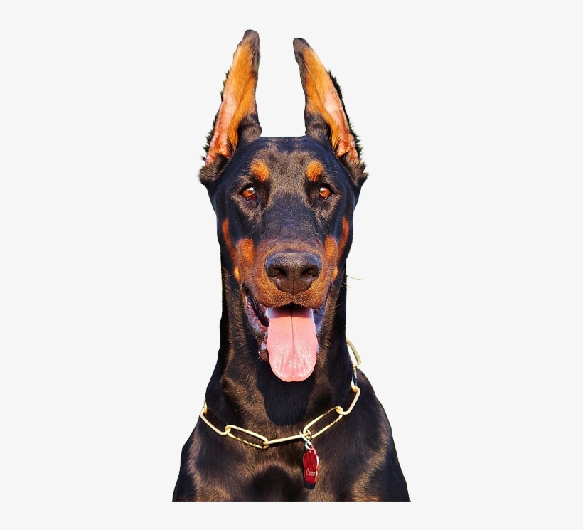 Doberman With Tongue Hanging Out - Doberman Face Png Transparent - Free ...