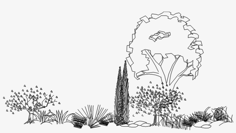 Tree - Sketch - Free Transparent PNG Download - PNGkey