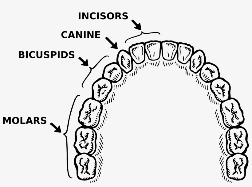 Vector Library Stock Teeth Annotated Big Image Png - Teeth Icons - Free ...