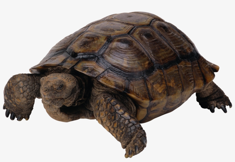 Snapping Turtle Png - Tortue Png - Free Transparent PNG Download - PNGkey