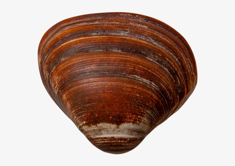Scallop Shell - Baltic Clam - Free Transparent PNG Download - PNGkey