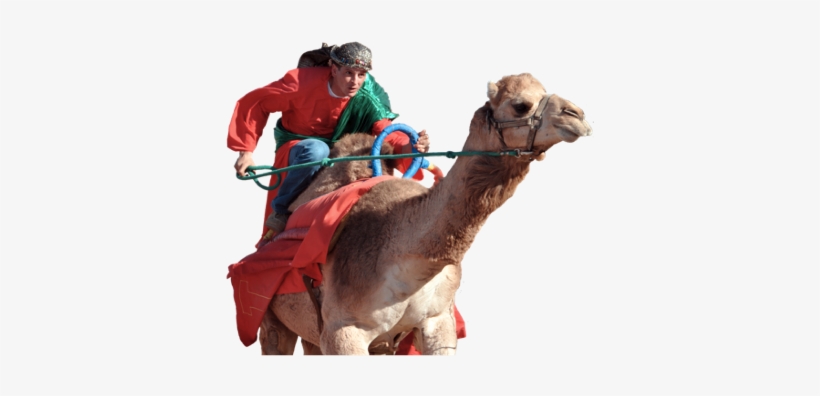 Camel Racer - Camel Race Canterbury Park - Free Transparent PNG ...