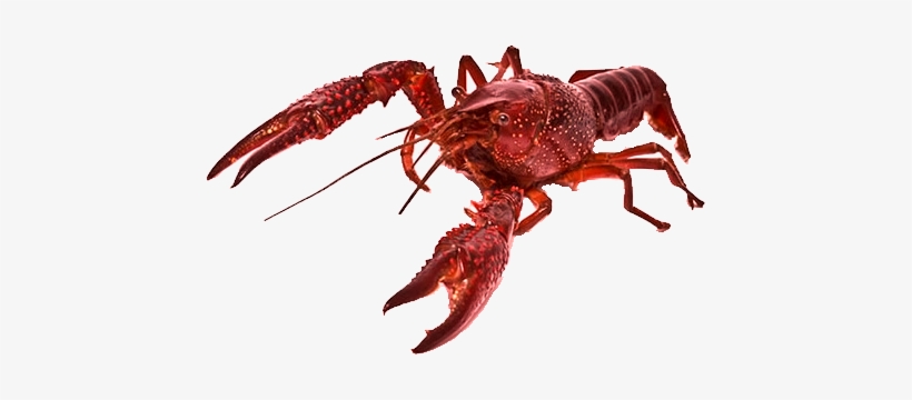 1485807362-1139 - Crawfish Transparent - Free Transparent PNG Download ...