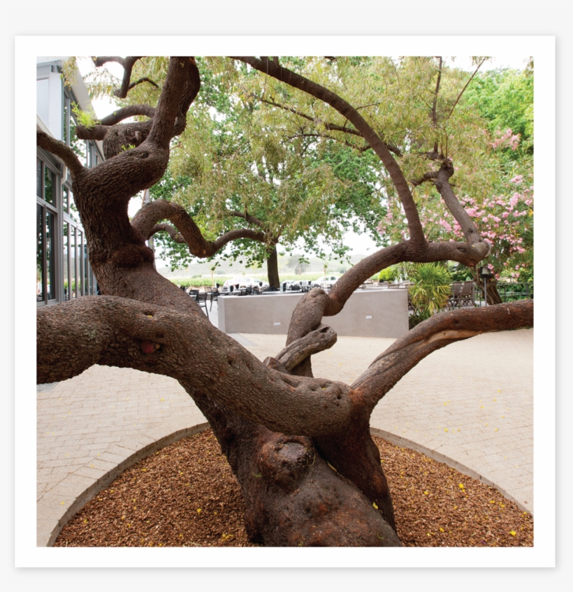 Karee Tree - Oak - Free Transparent PNG Download - PNGkey