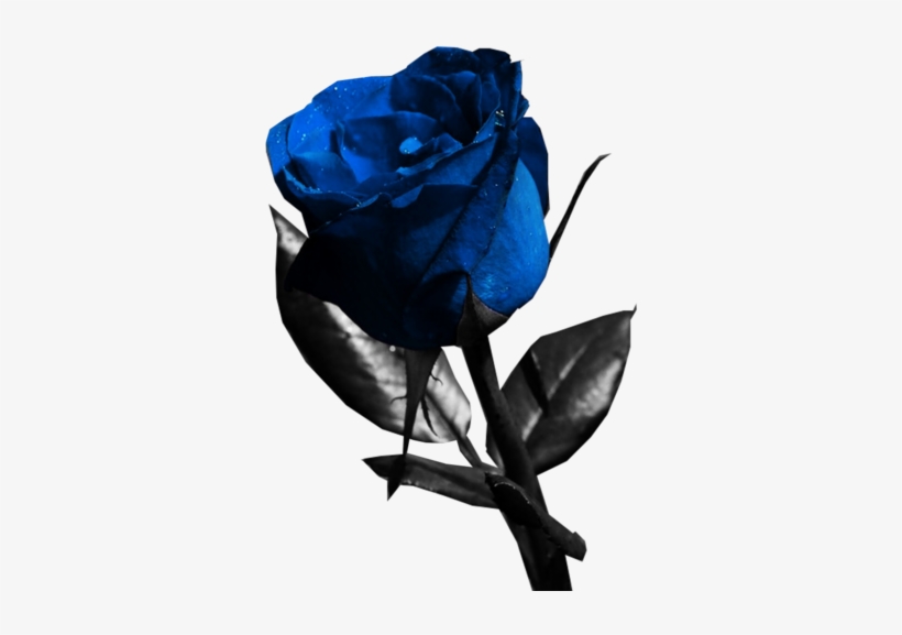 Blue Rose - Blue Rose Psd - Free Transparent PNG Download - PNGkey