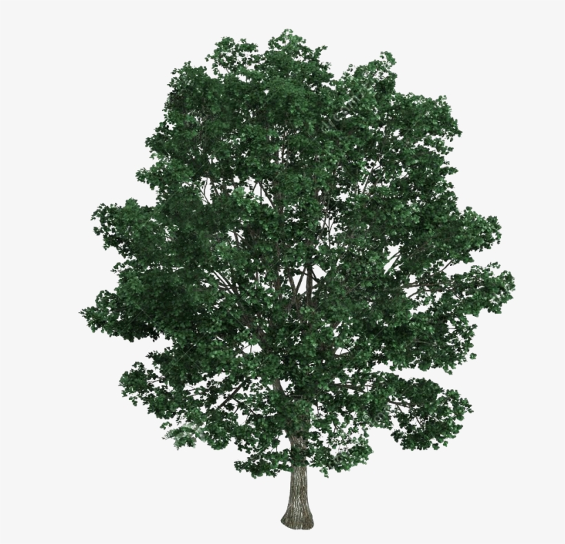 Material Tree Illustration Royalty-free Bodhi Platyphyllos - Tilia ...