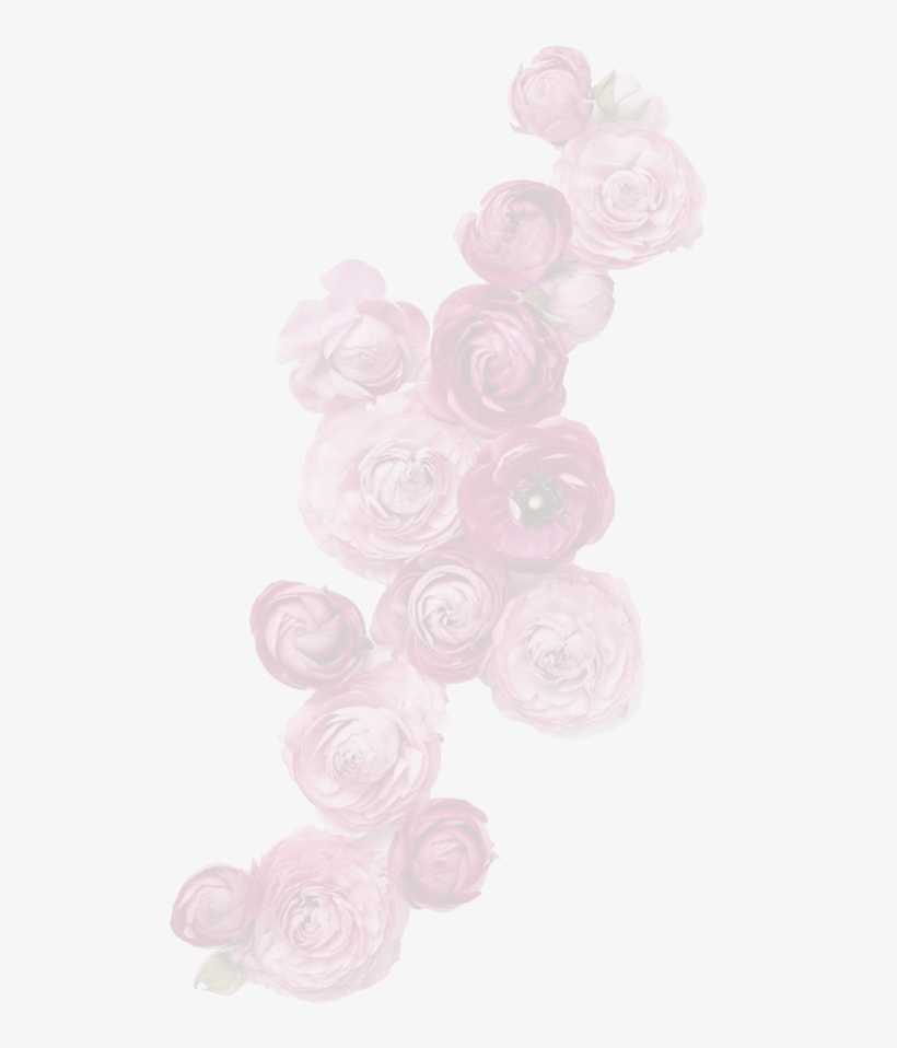 The Ultimate Floral Experience - Garden Roses - Free Transparent PNG ...