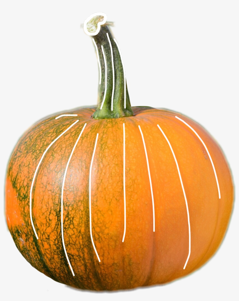 Pumpkin Sticker - Pumpkin - Free Transparent PNG Download - PNGkey