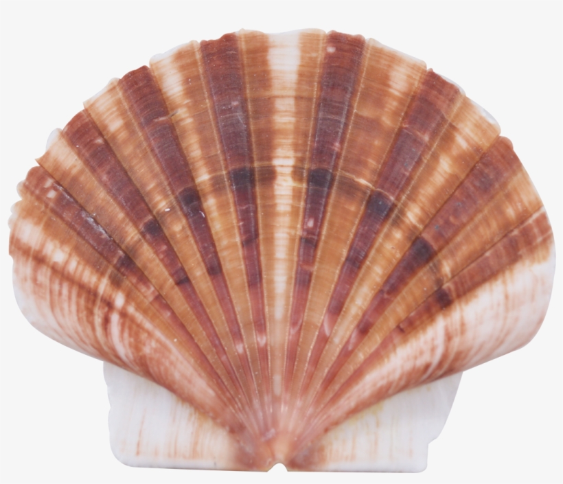 Flat Shells - Free Transparent PNG Download - PNGkey
