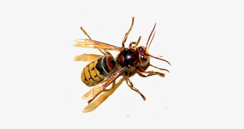 Hornet - Wasp With Red Back - Free Transparent PNG Download - PNGkey