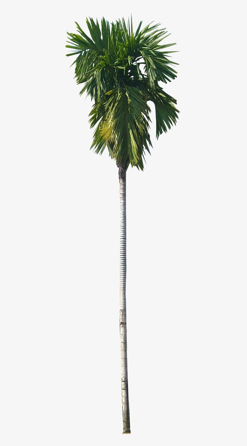 Areca Catechu02l - Areca Nut Tree Png - Free Transparent PNG Download ...