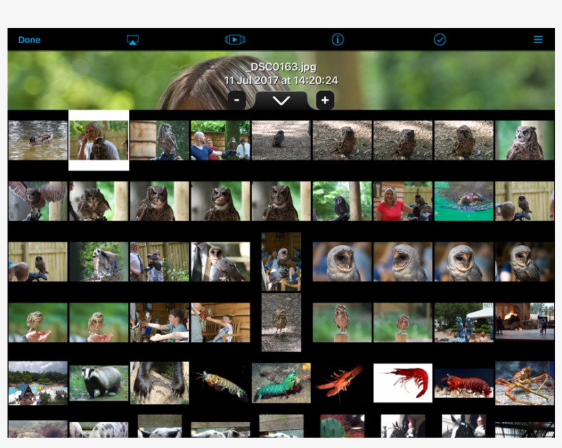 Dedicated Photo Viewer - Collage - Free Transparent PNG Download - PNGkey