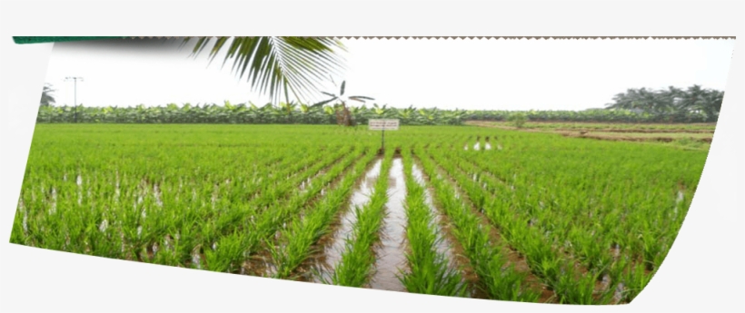 Paddy Field - Free Transparent PNG Download - PNGkey