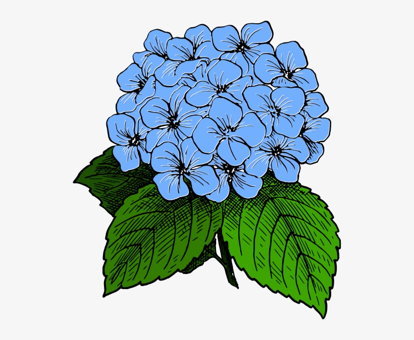 Hydrangea Clipart Plant Png - Hydrangea Clip Art - Free Transparent PNG ...